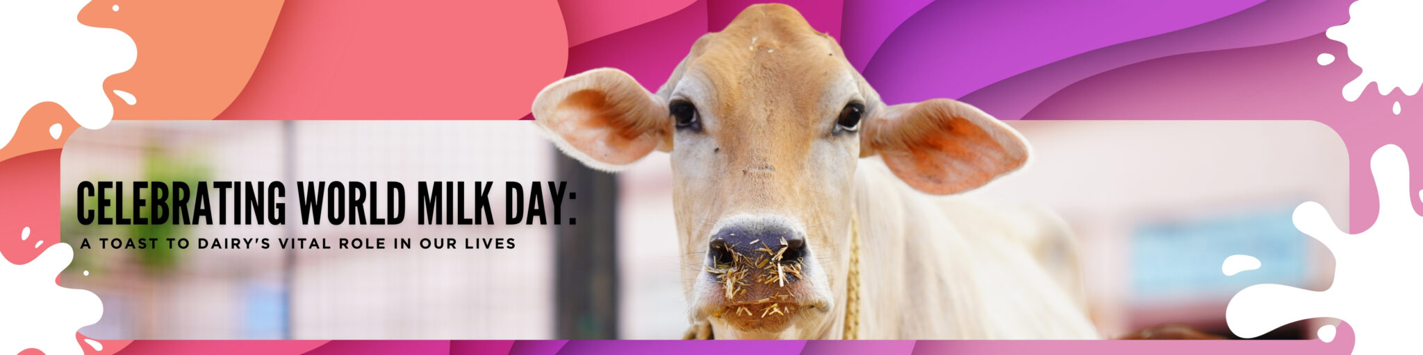 Celebrating World Milk Day: A Toast to Dairy’s Vital Role in Our Lives ...