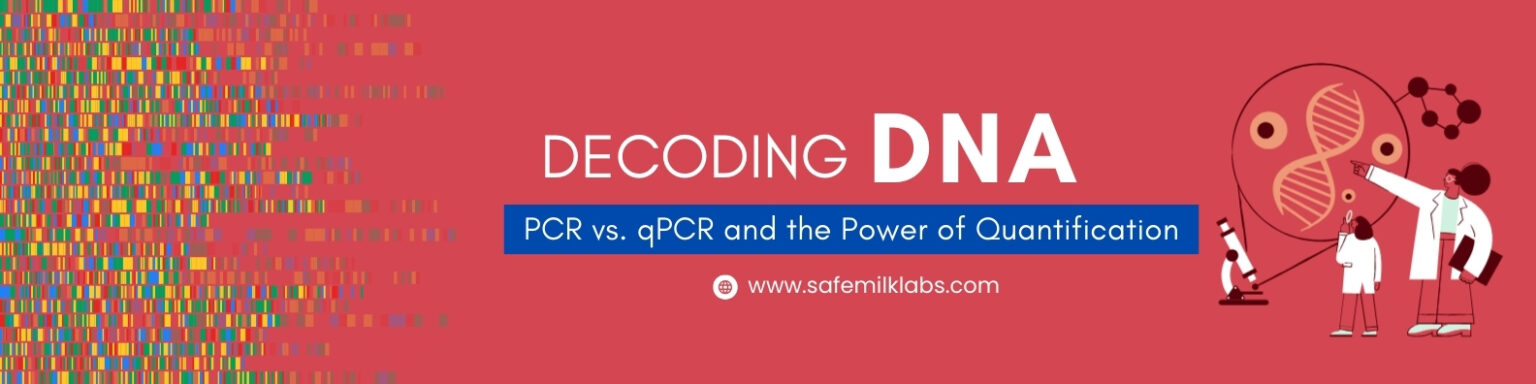 Decoding DNA: PCR vs. qPCR and the Power of Quantification – Safe Milk Labs